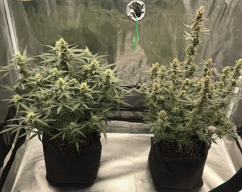 Auto Bruce Banner - Holenderski Skun