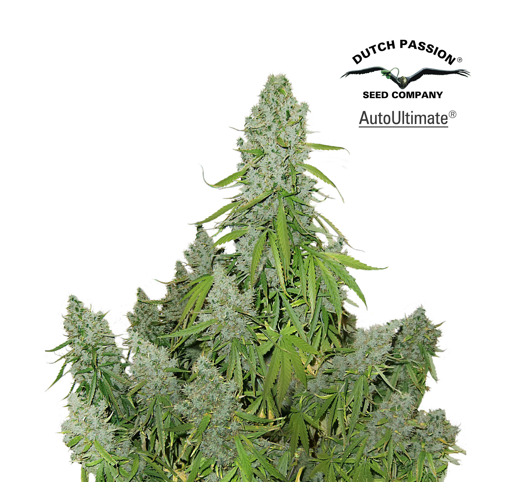 Ultimate nasiona automaty | feminizowane nasiona marihuany Holenderski Skun
