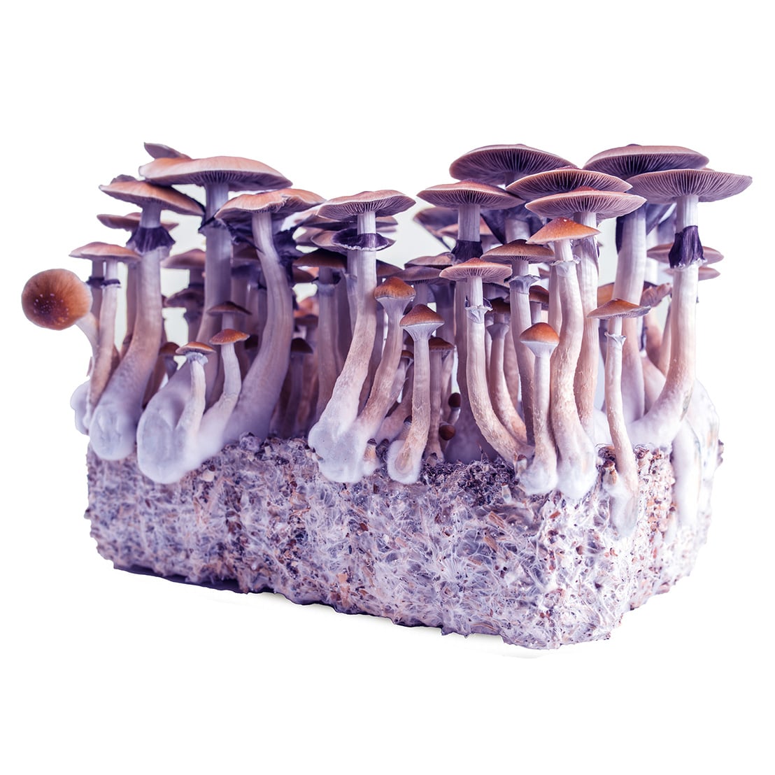 Growkit McKennaii 1200cc - Holenderski Skun