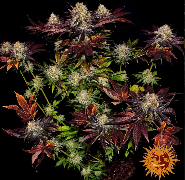 Runtz x Layer Cake - Holenderski Skun