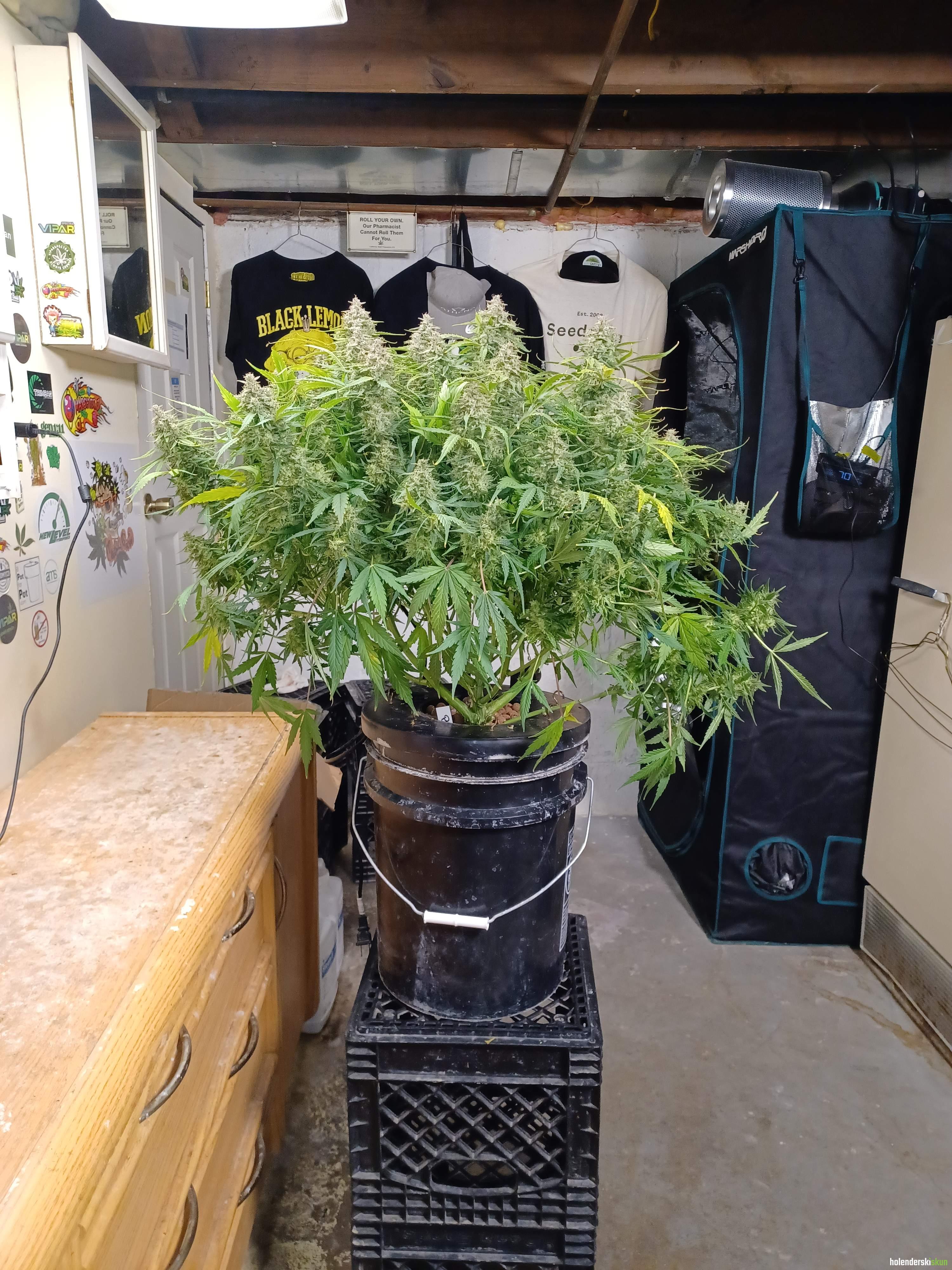 Auto Magnum - Holenderski Skun